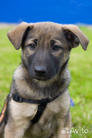 Прекрасная девочка ищет дом