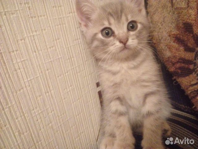 Котята