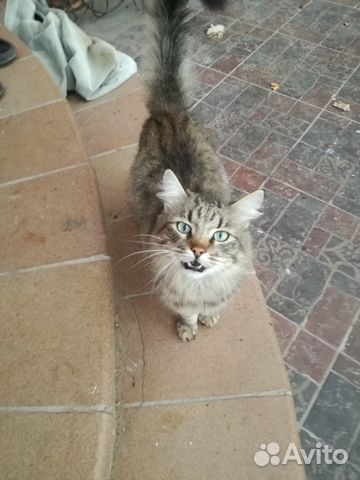 Котика бросили на дачах