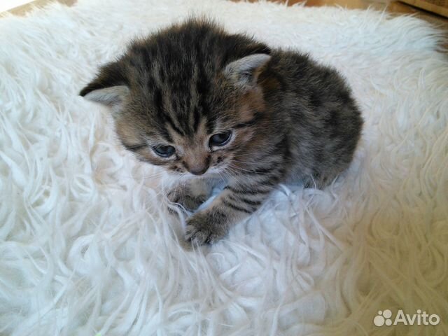 Отдам котят, помесь шотландской вислоухой