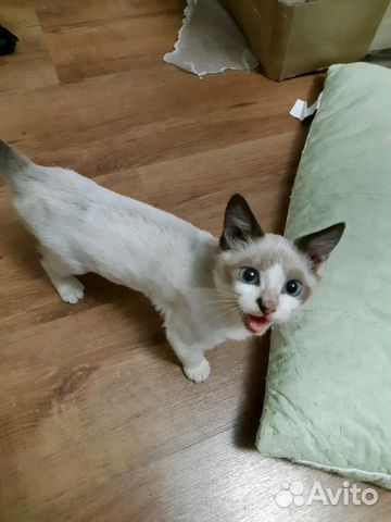 Котенок в добрые руки