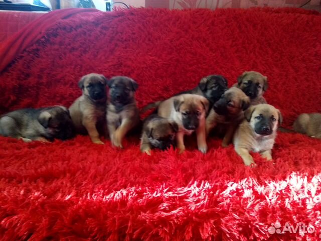 Очаровательные щенки-метисы