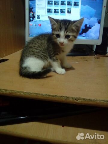 Миникисонька