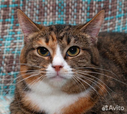 Кошка Василиса