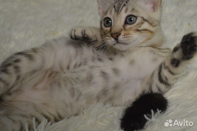 Серебристый барс