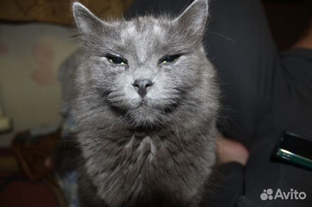 Отдаю красивую кошку