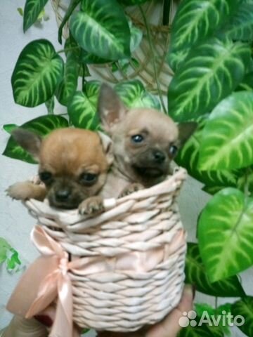Щенки чихуахуа