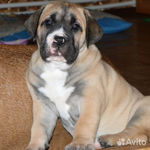 Канарский дог.Роскошная девочка