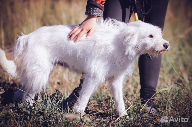 Бородатая белоснежка в дар