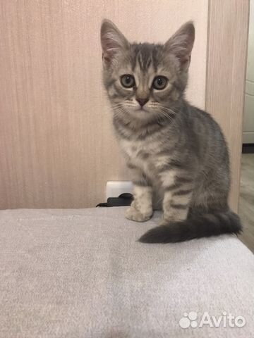 Отдам в добрые руки котят, британцы, 3 мес, лоток