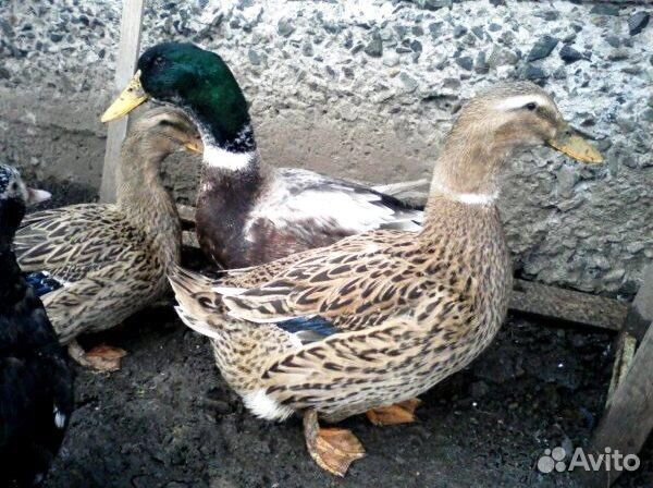 Башкирские утки