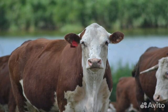 Племенные телки герефордской породы