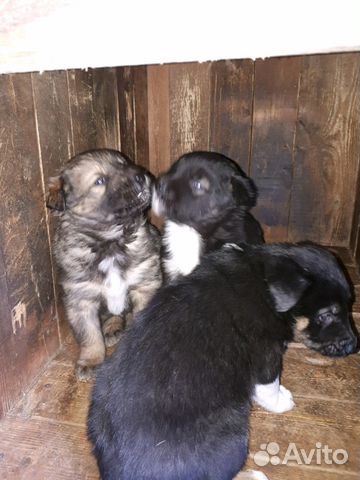 Щенки мальчики