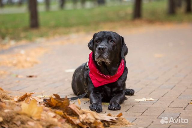 Лабрадор ищет дом