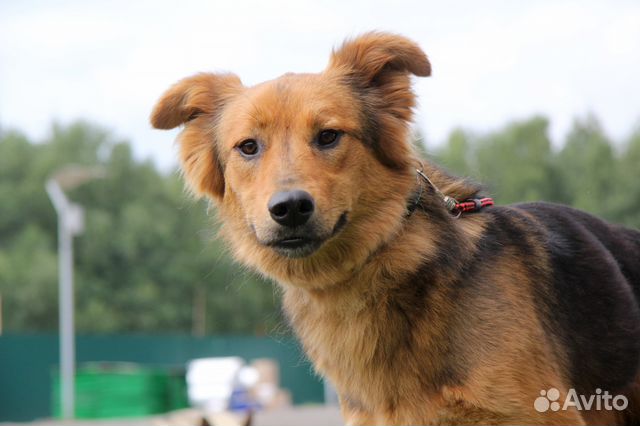 Бэтти в добрые руки