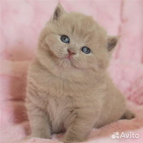 Золото Британии