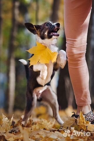 Лот #1 Пёс-суперпес