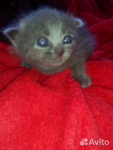 Подарю котят русской голубой