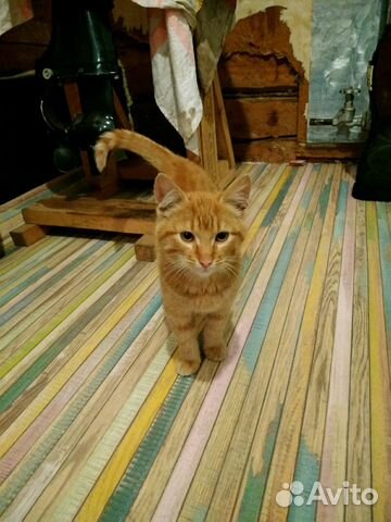 Котан подросток рыжий