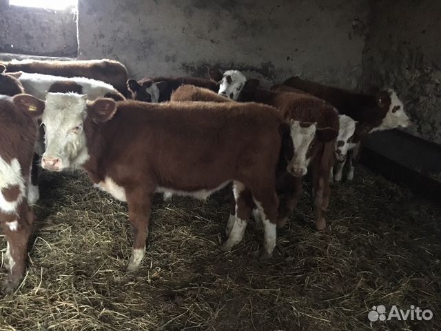 Быки герифорд