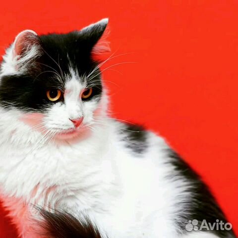 Джек Воробей