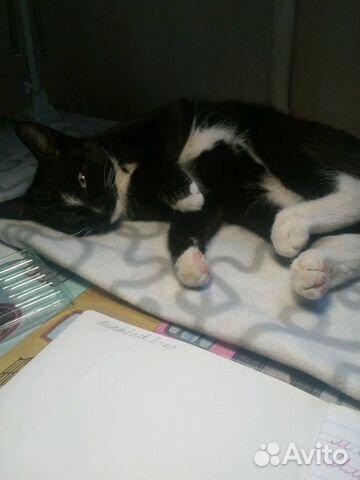 Кот-мурлыка