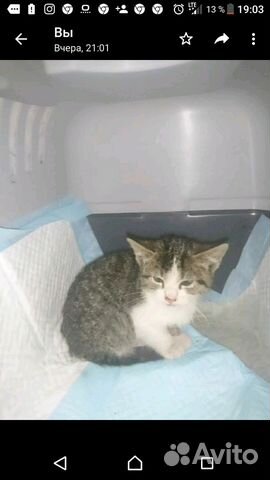 Котеночек около 1,5 мес девочка