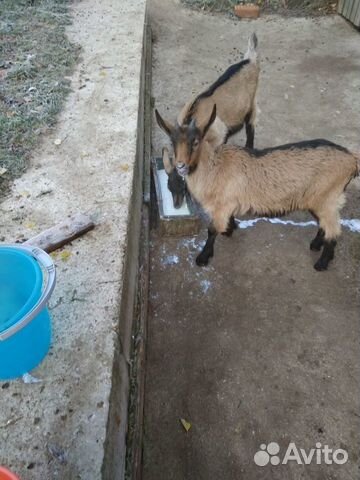 Продаю козлят (козлика и козочку)