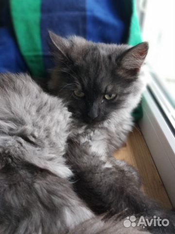 Котиков красивых, умных, ласковых