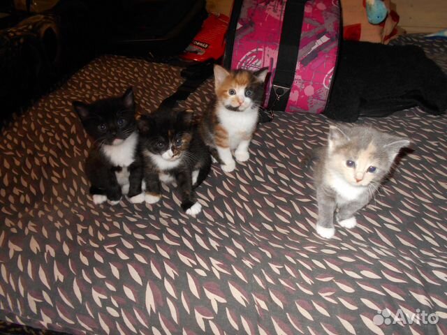 Охотничьи котята