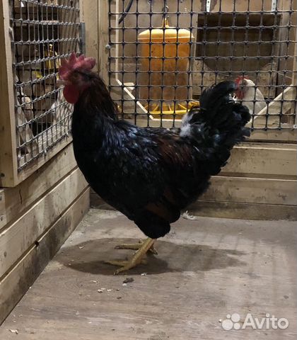 Барневельдер петух