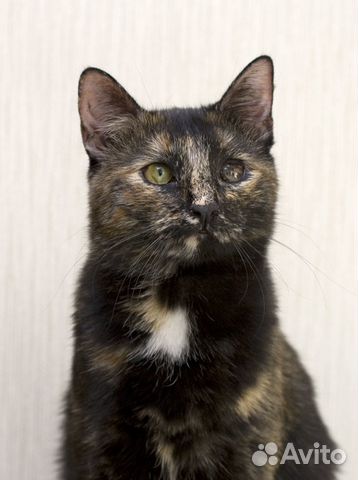 Эвуся, черепаховая кошечка в дар