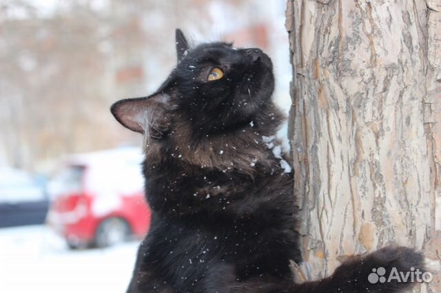 Мини - рысь для Вас