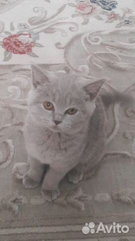 Британский Котёнок