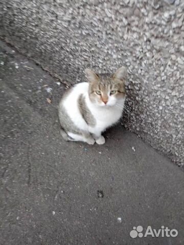 Кот Василий