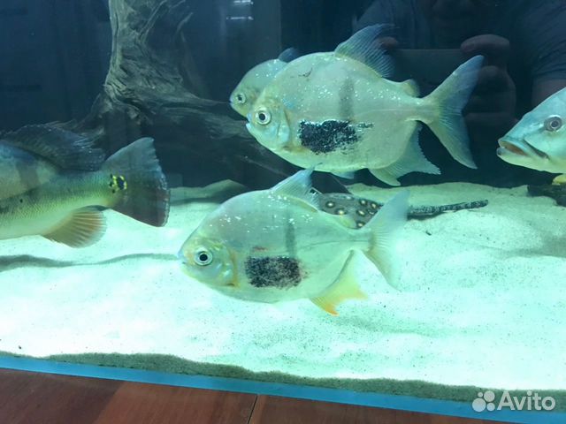 Милеус Шомбургка (Myleus schomburgkii)