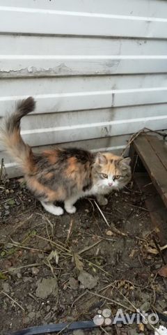 Котенок в хорошие руки