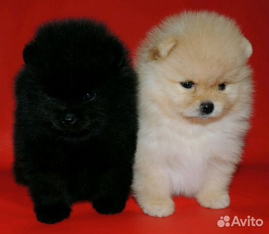 Супер помы мальчики