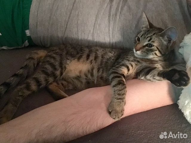 Отдадим котёнка -девочка 8-9 мес
