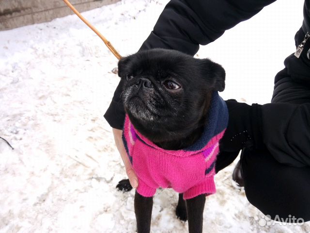 Найдена собака