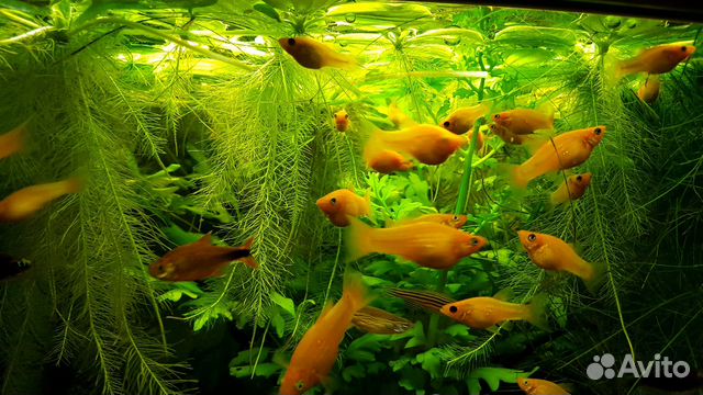 Моллинезии лирохвостые