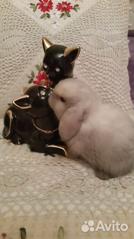 Карликовые кролики