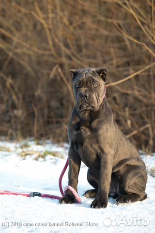 Корсо девочка