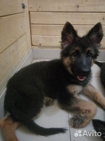 Длинношёрстные немецкие овчарки