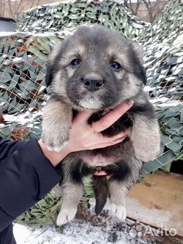 Пушистая девочка