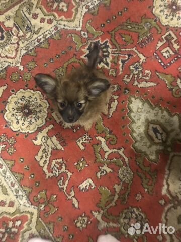 Малыши чихуахуа