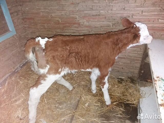 Продается телочка