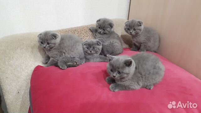 Шотландские голубые вислоухие и прямоухий котята