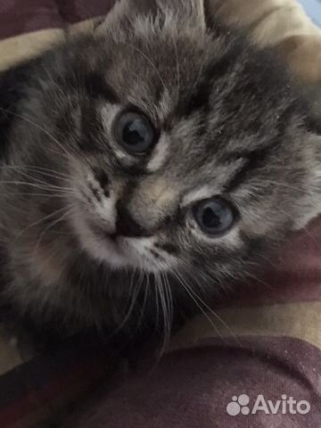 Котенок девочка 1 мес