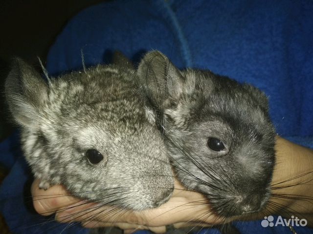 Шиншилла